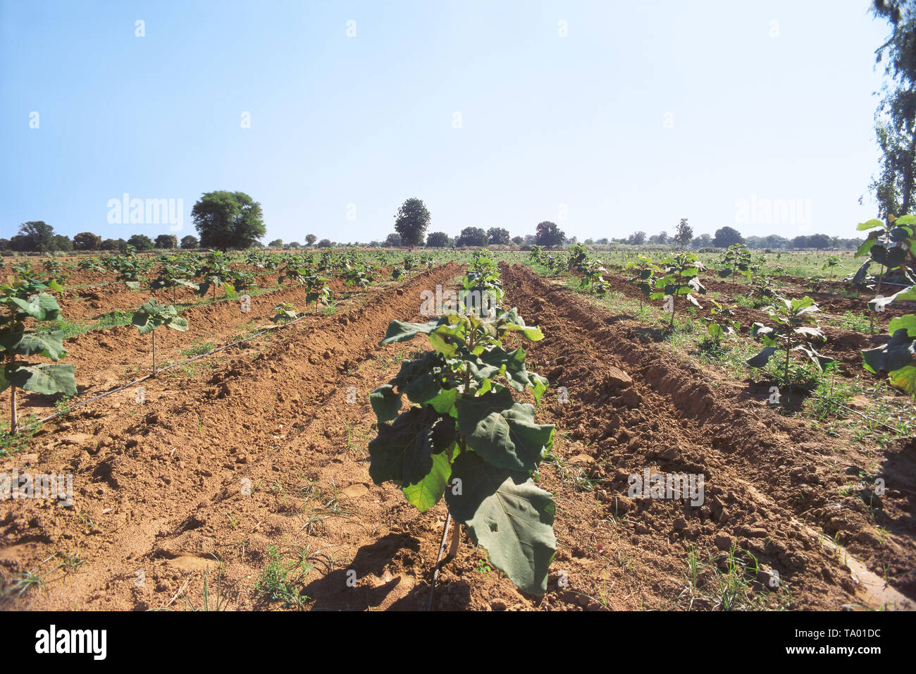 Teak forest india hi-res stock photography and images - Alamy