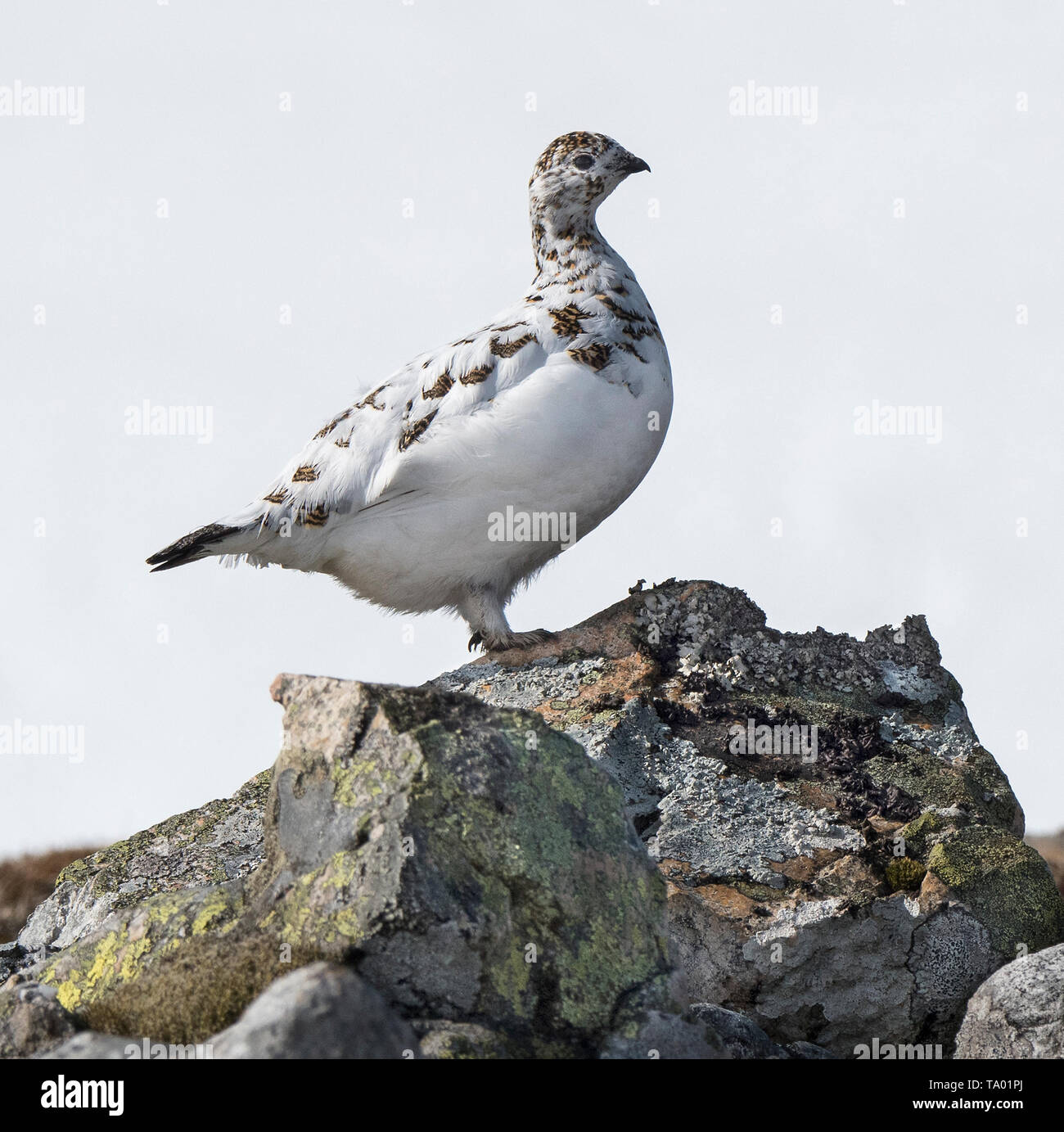 Mick bird hi-res stock photography and images - Alamy