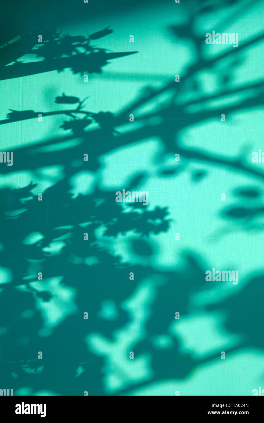 Light and shadow plants hi-res stock photography and images - Alamy