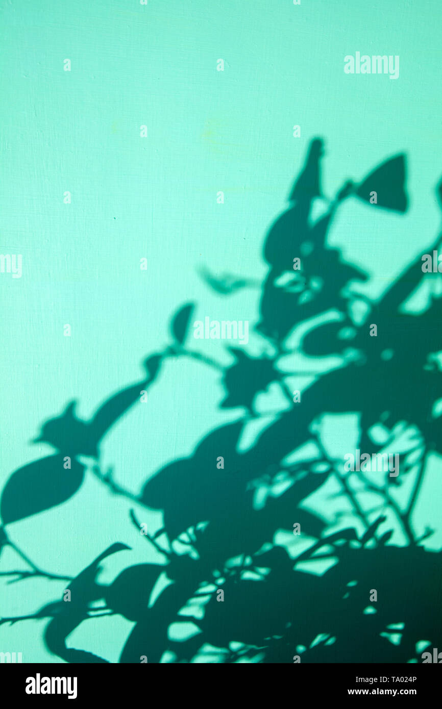 Light and shadow plants hi-res stock photography and images - Alamy