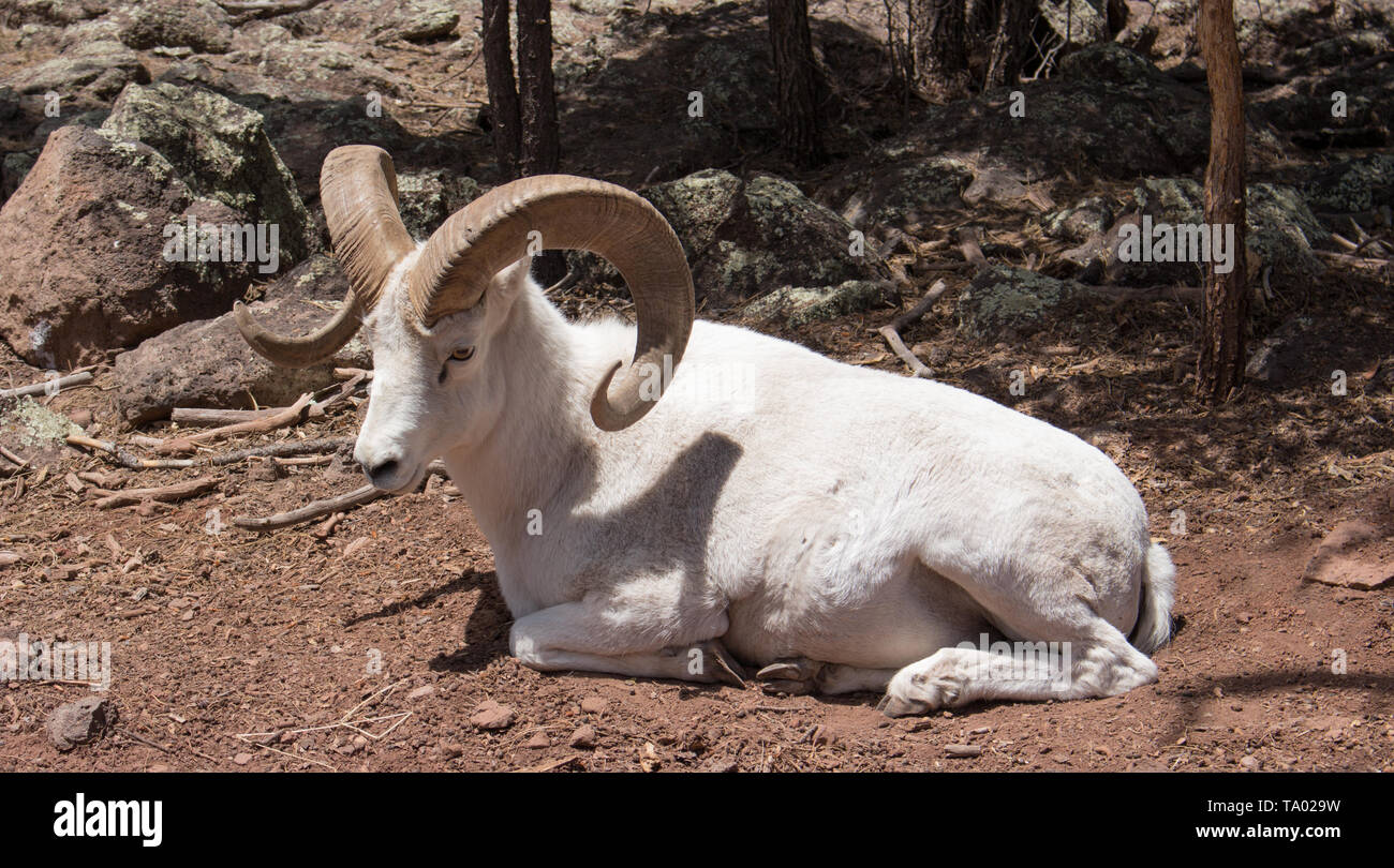 A male Alaskan Dall sheep with large horns Stock Photo - Alamy