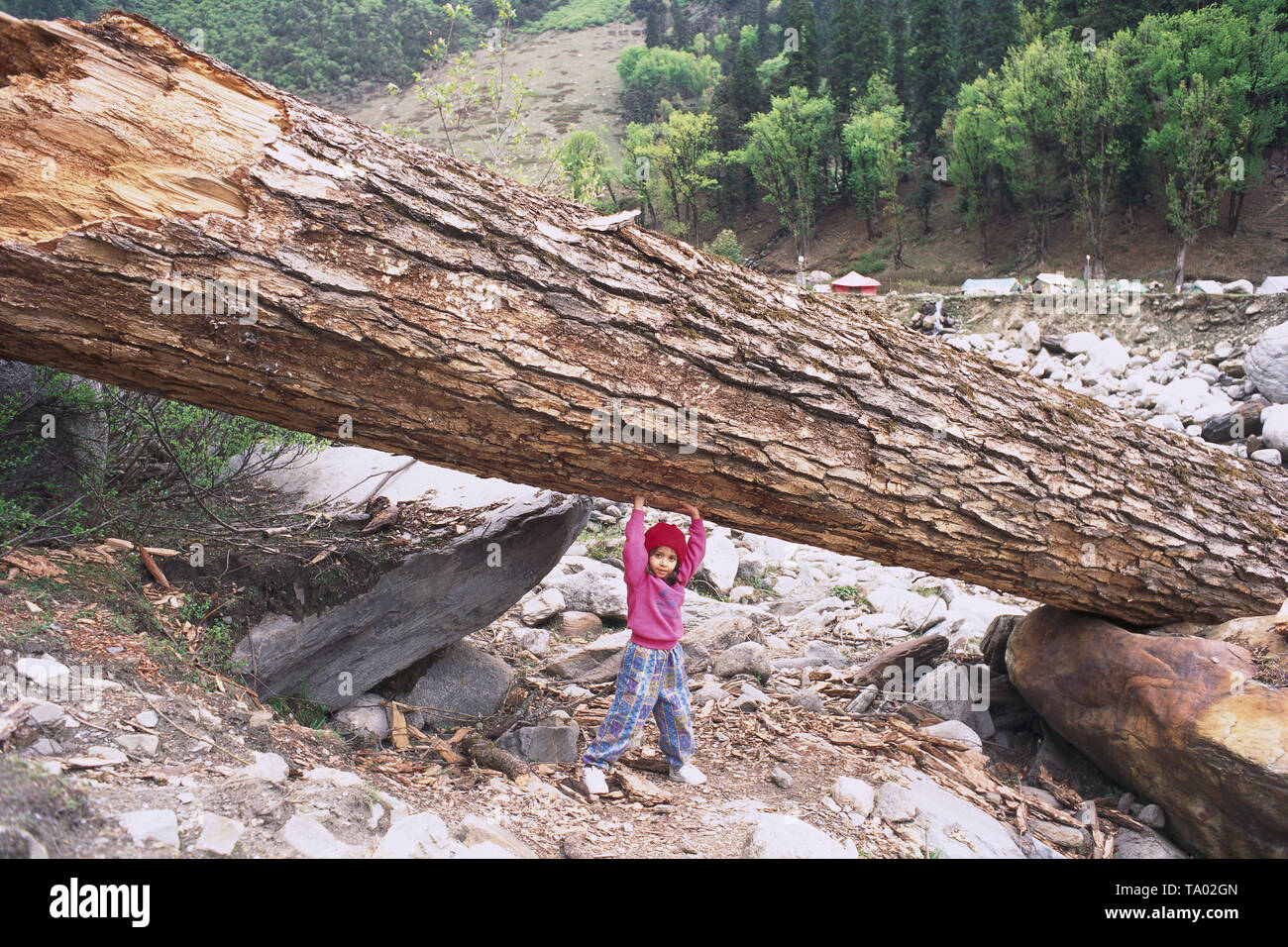 YOUNG GIRL PRETENDING TO LIFT A TREE IN HIMACHAL PRADESH Stock Photo ...