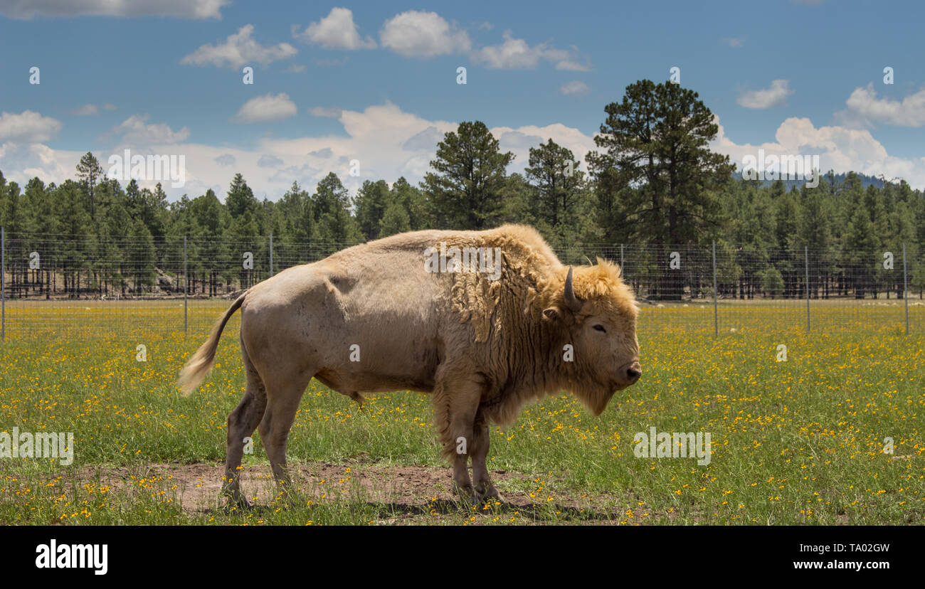 White bison hi-res stock photography and images - Alamy