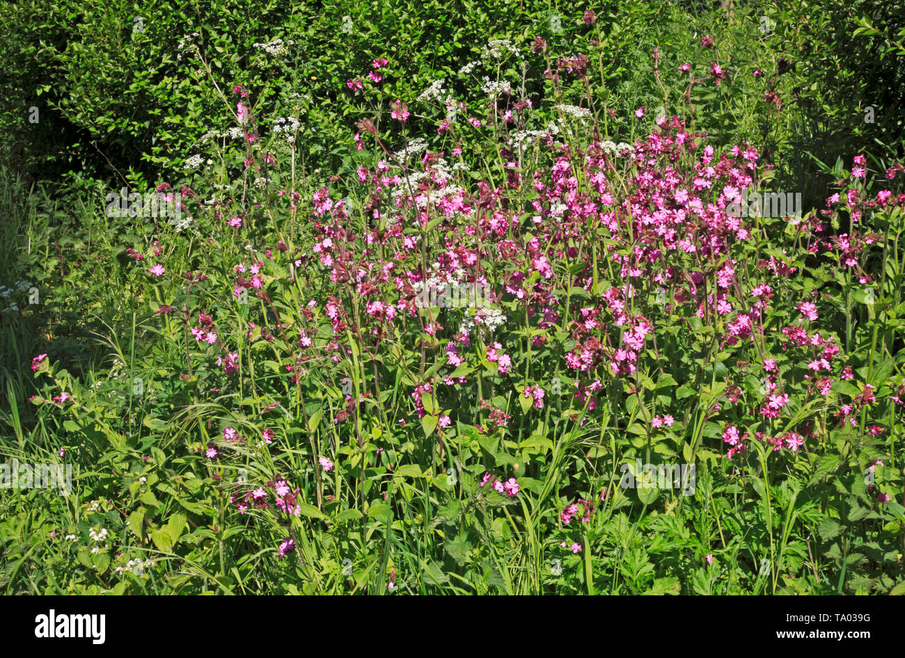 Group of wild flowers hi-res stock photography and images - Alamy