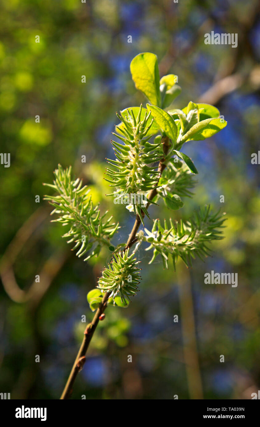 The maturing fruit of the Goat Willow, Salix caprea, at Southrepps ...