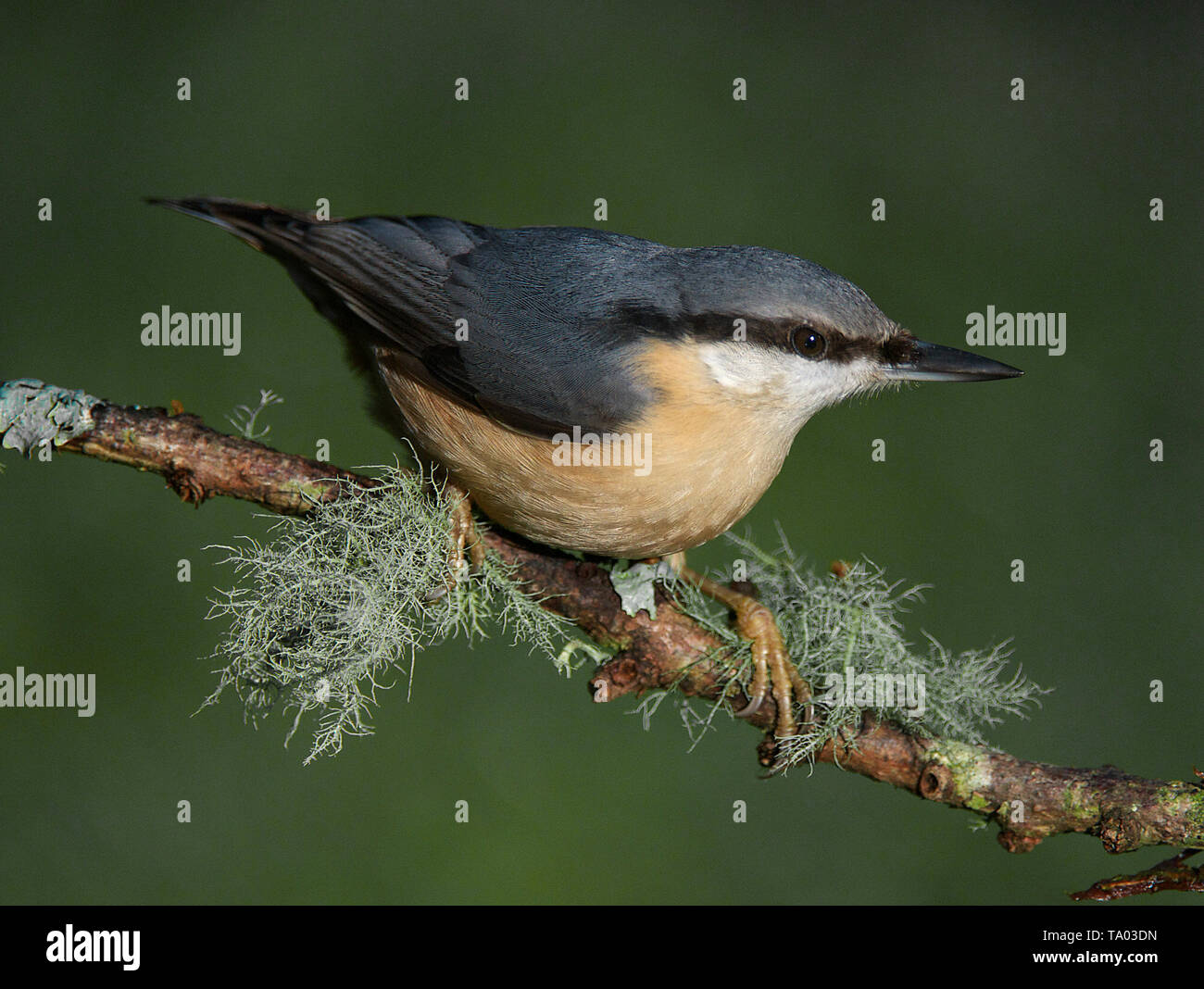 Nuthatch calendar picture hi-res stock photography and images - Alamy