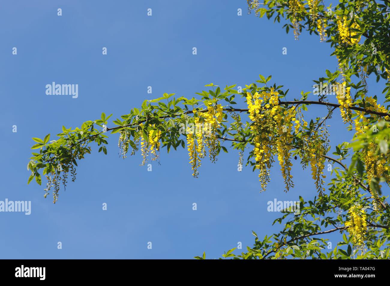 Laburnum tree with vivid yellow flowers against a blue sky Stock Photo ...