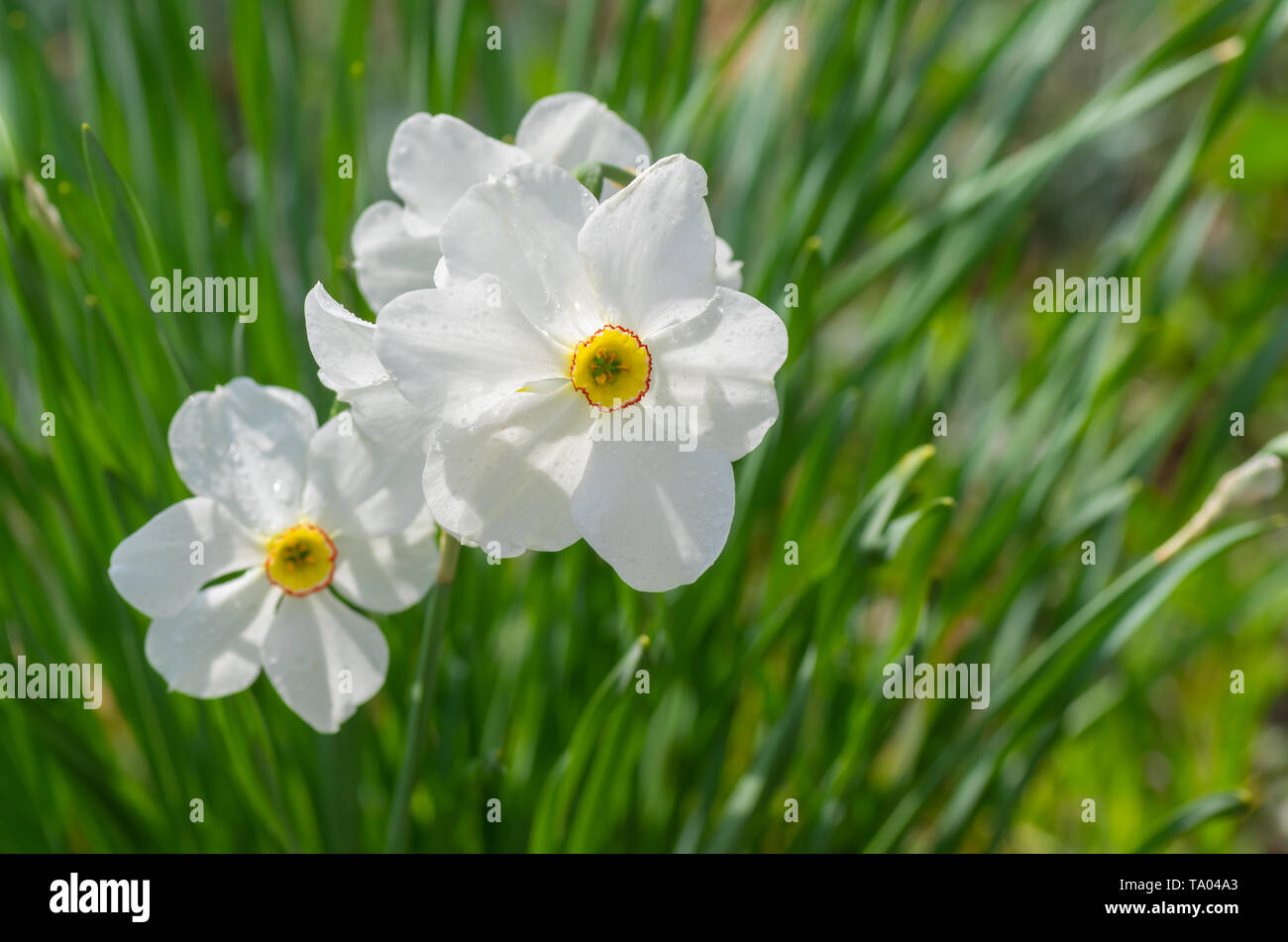 Pure white narcissus hi-res stock photography and images - Alamy