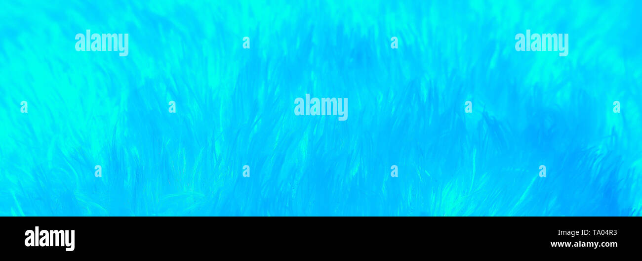 Texture of fluffy blue neon fabric in neon pastel colors. macro Stock ...