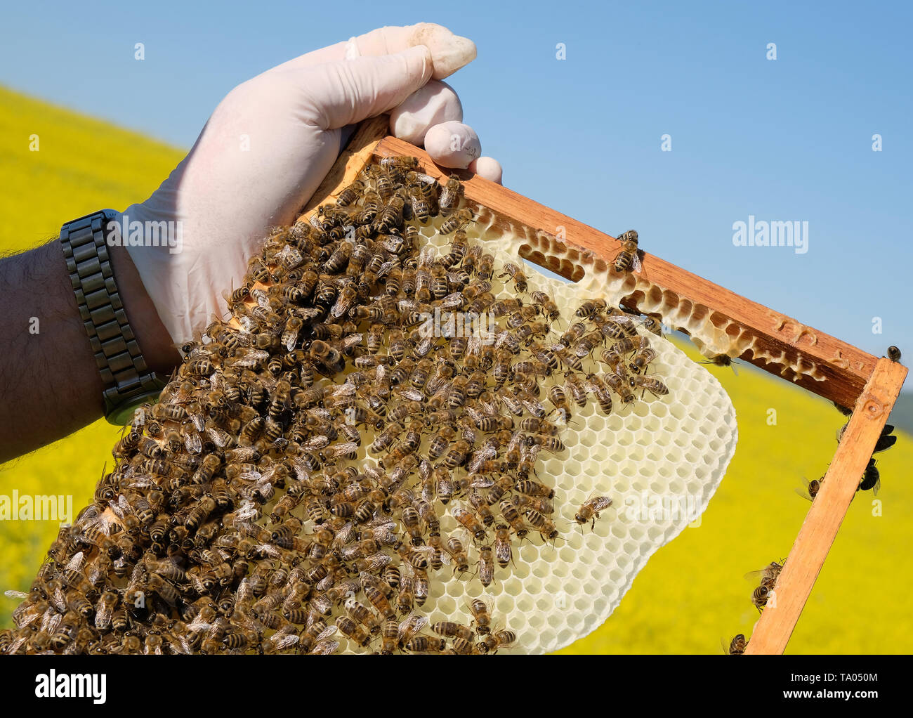 Honeycomb beekeeper hi-res stock photography and images - Alamy