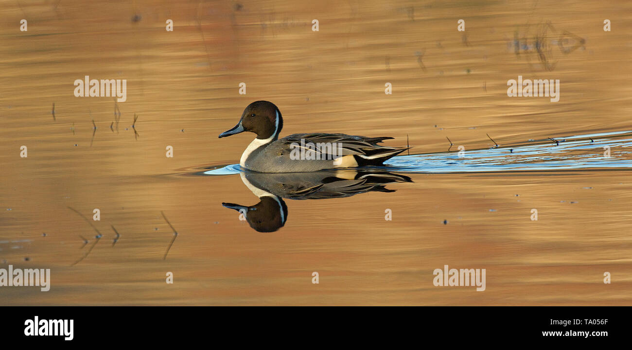 Mersehead rspb reserve hi-res stock photography and images - Alamy