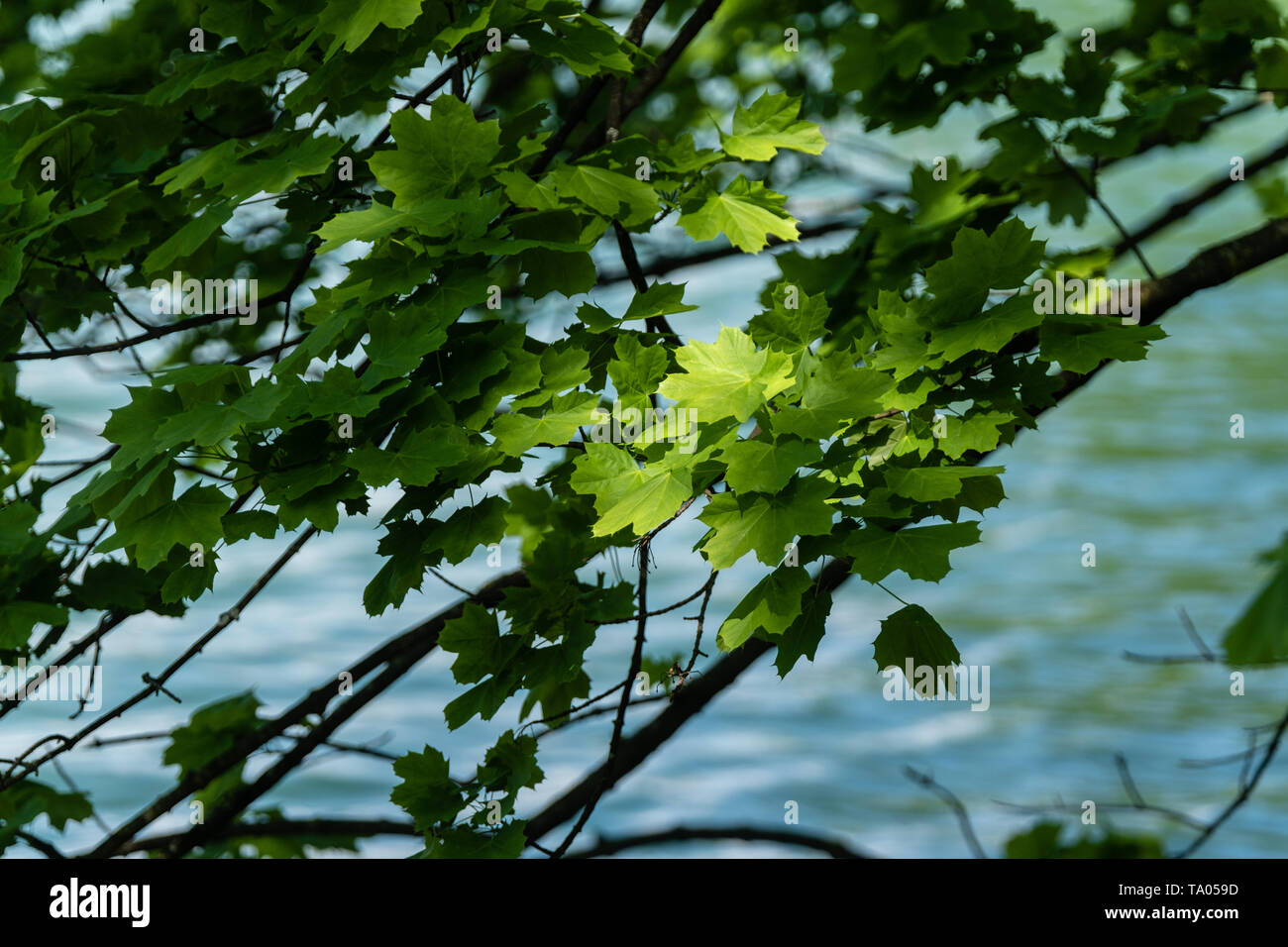 soft green leaves of trees in the wind in spring above the water Stock ...