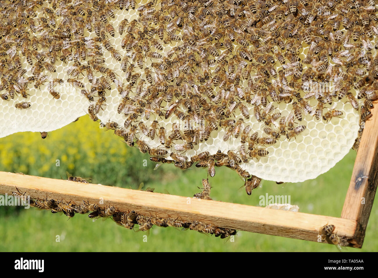 bees on honeycomb Stock Photo - Alamy