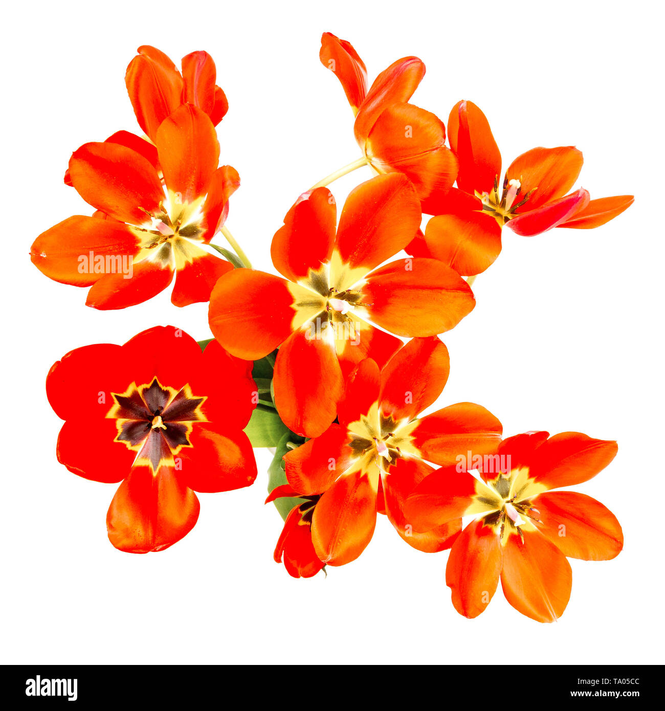 Bouquet of red tulips with open buds isolated on white background, top ...