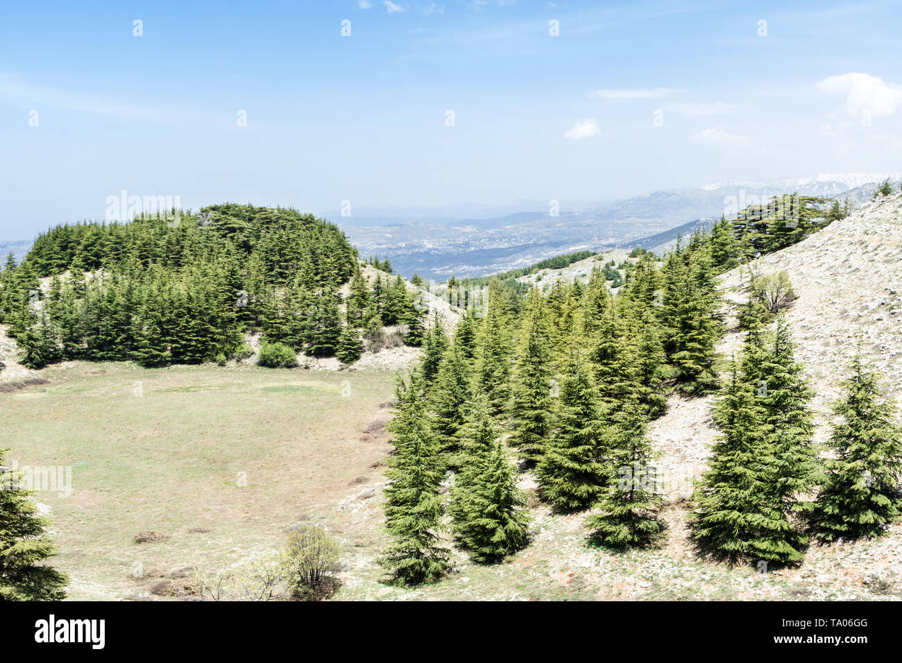 Shouf biosphere reserve cedar forest, Barouk, Lebanon Stock Photo - Alamy