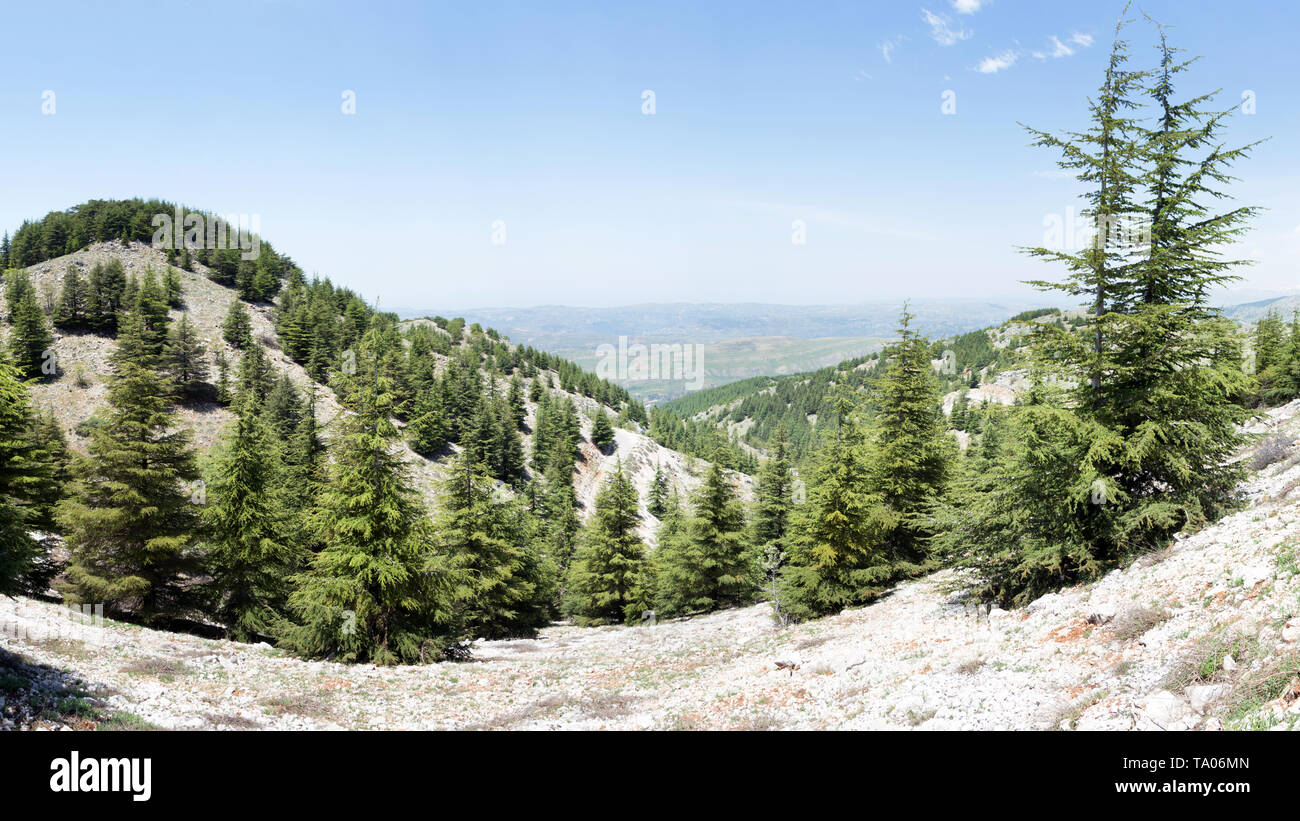 Shouf biosphere reserve cedar forest, Barouk, Lebanon Stock Photo - Alamy