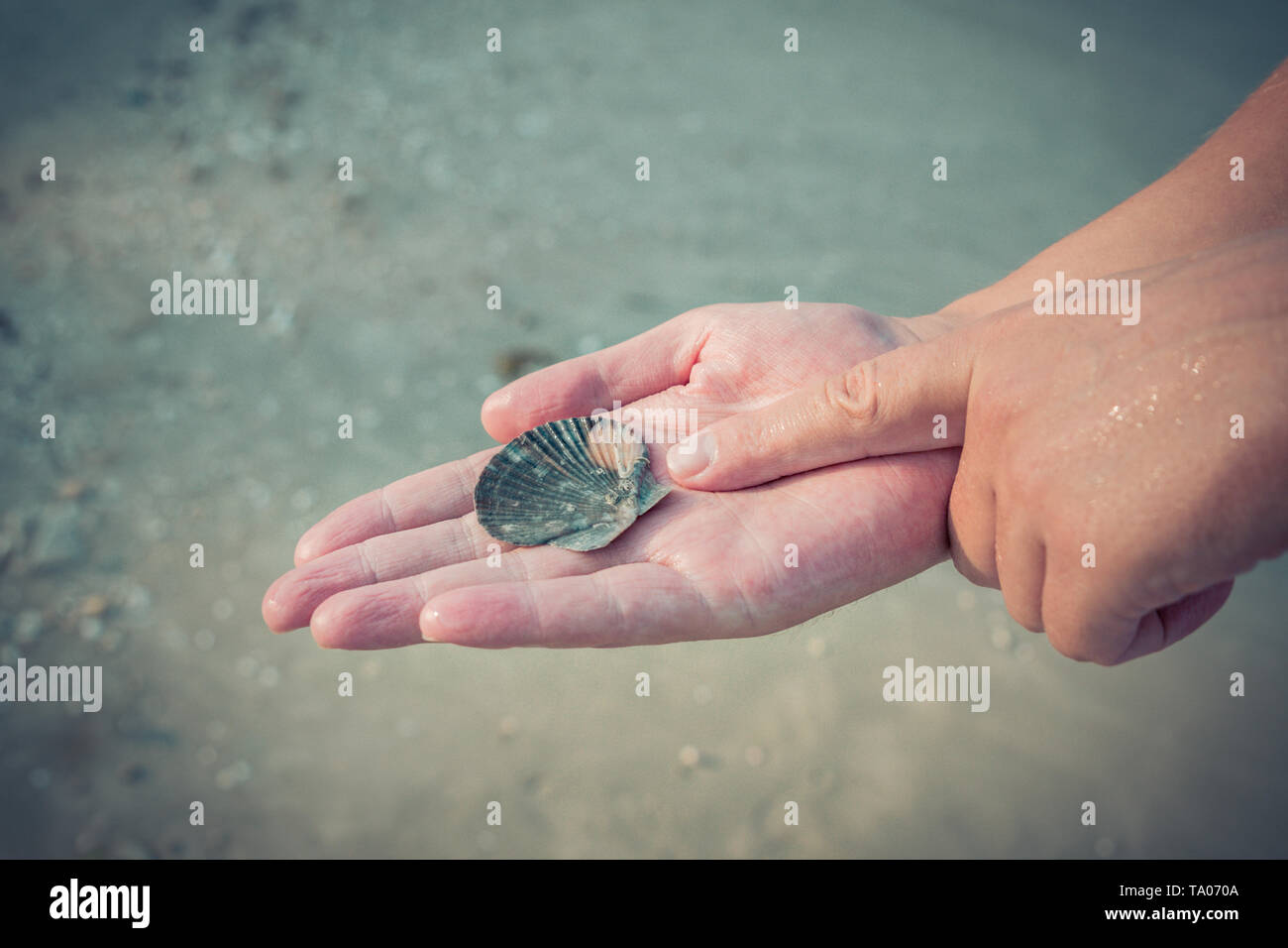 beautiful Sea shell on the man's hand Stock Photo - Alamy