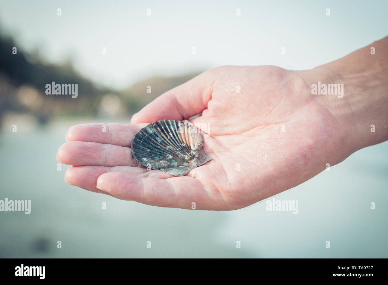 beautiful Sea shell on the man's hand Stock Photo - Alamy