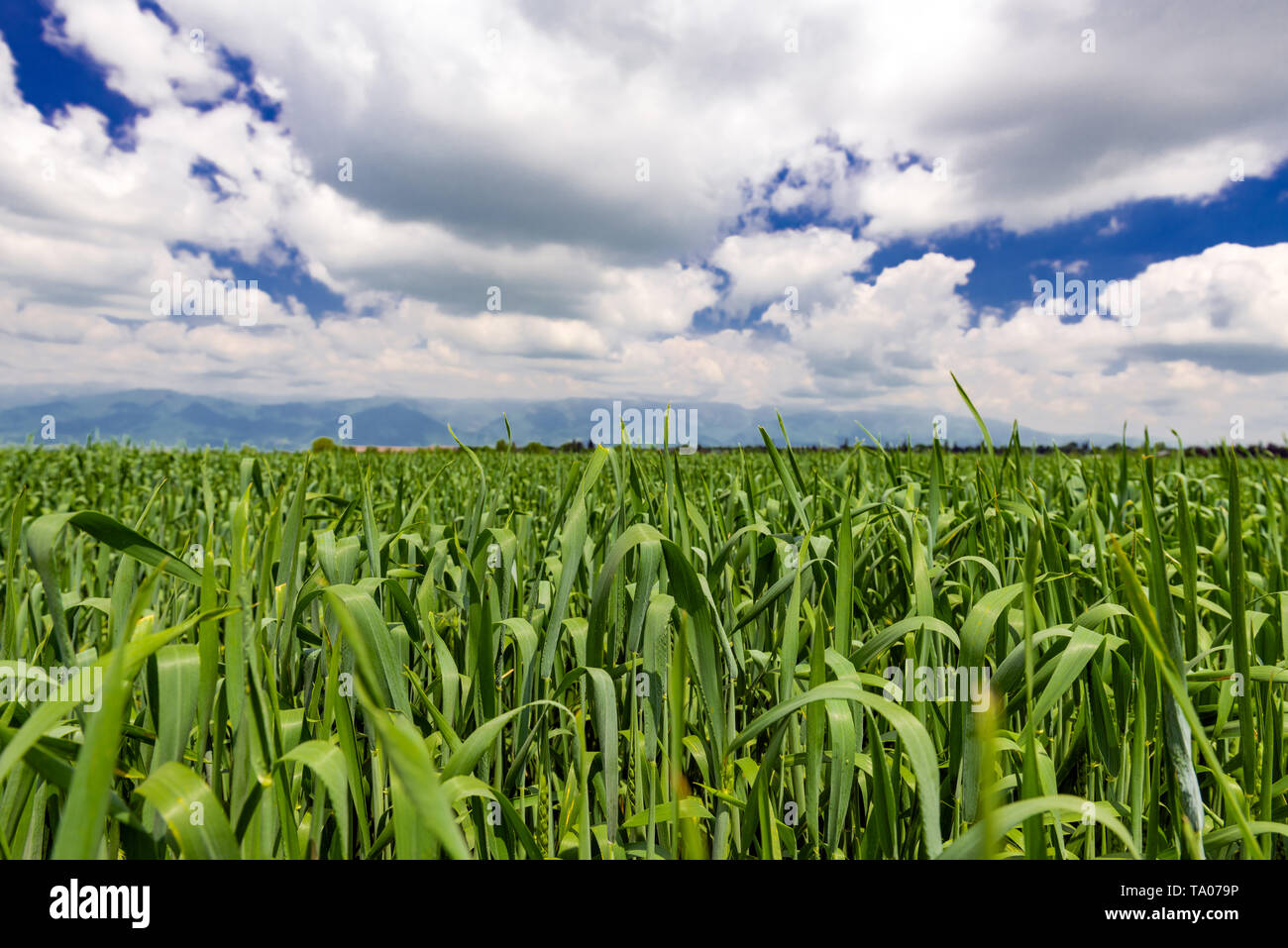 Sprouts spring green grass field hi-res stock photography and images ...