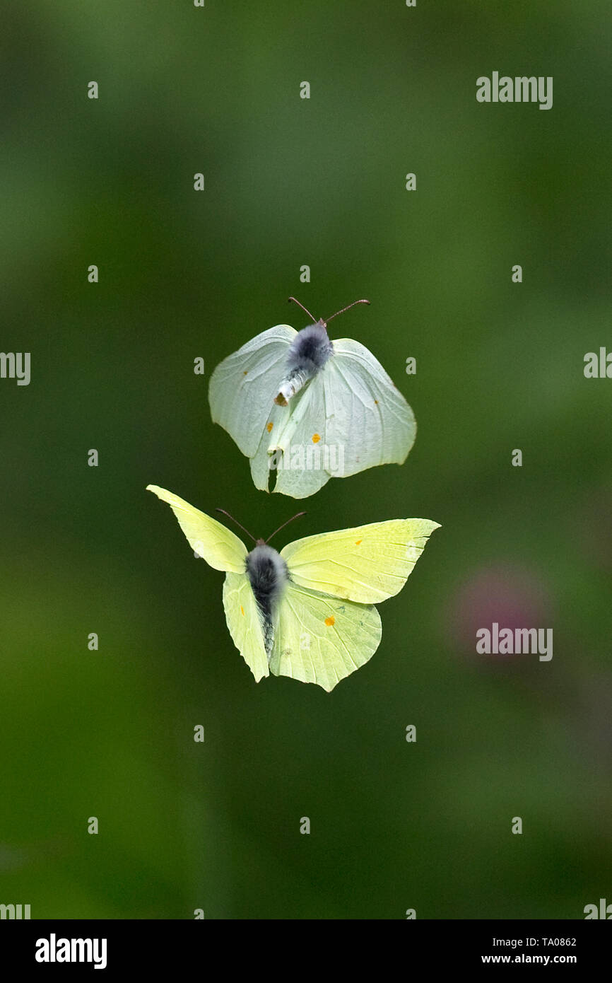 Common Brimstone (Gonepteryx rhamni Stock Photo - Alamy