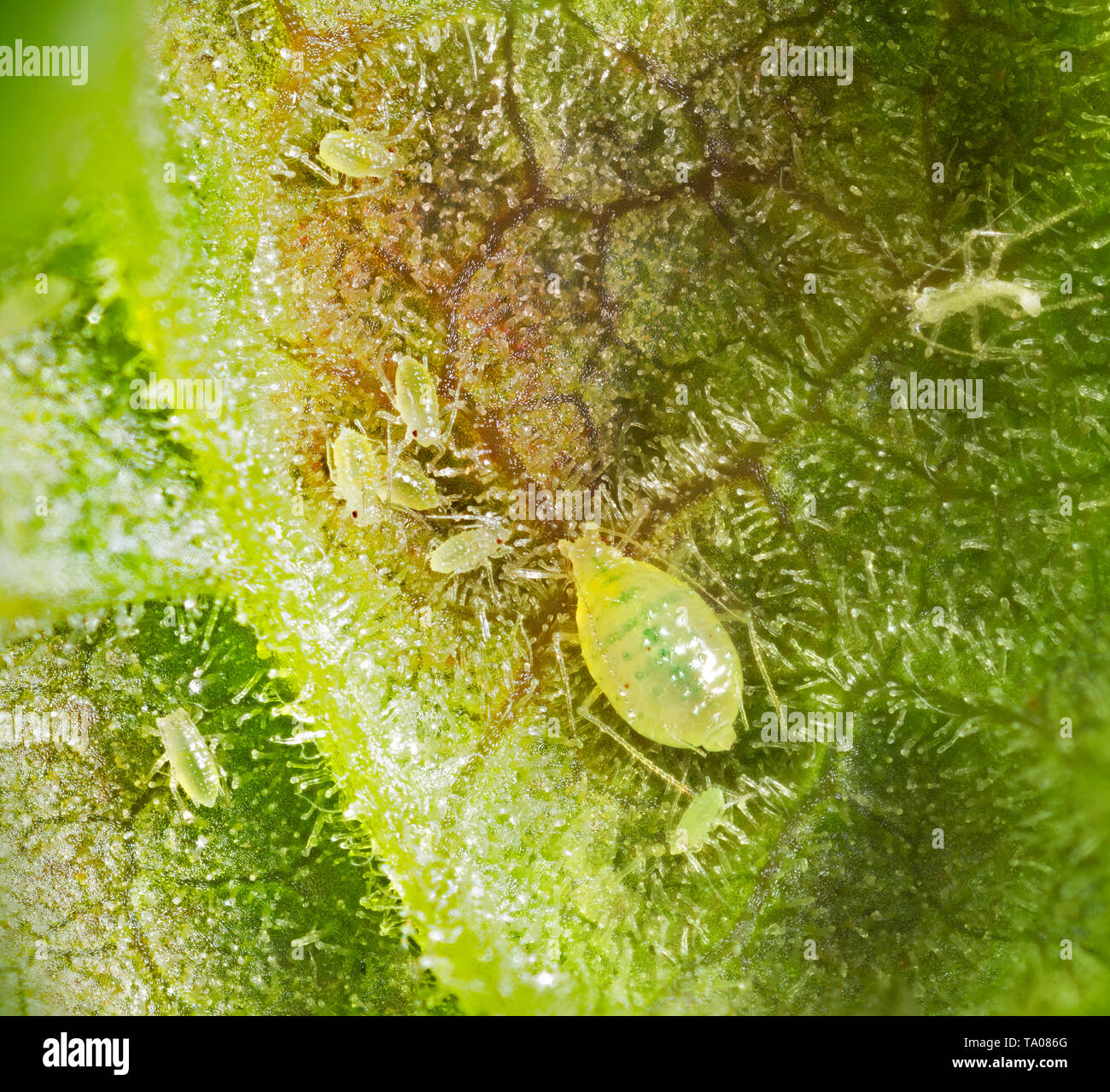 Currant blister aphids, Cryptomyzus ribis, feeding on the underside of ...