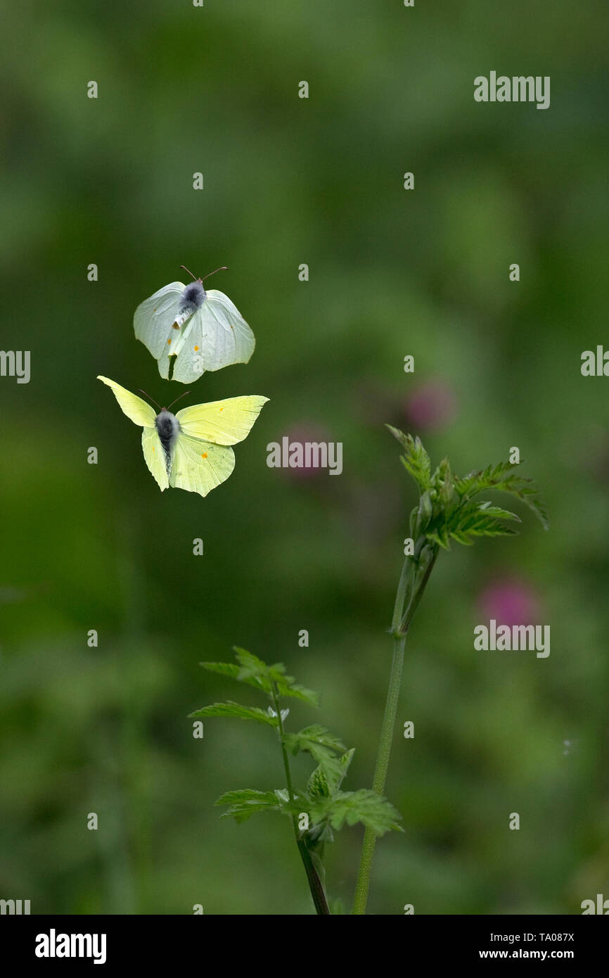 Common Brimstone (Gonepteryx rhamni Stock Photo - Alamy