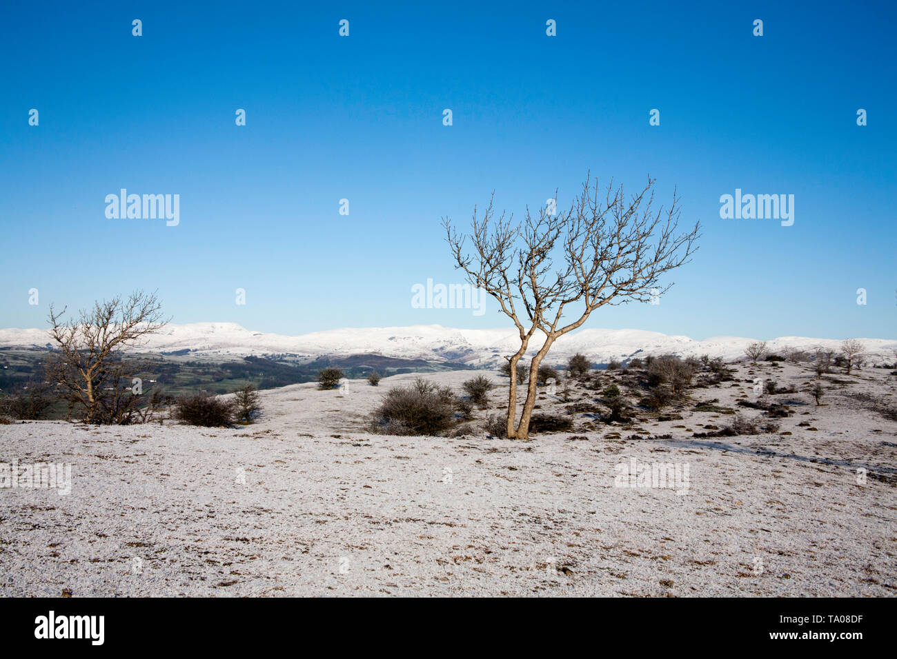 Tree framing Snow covered fells on a clear winter day view from Scout ...