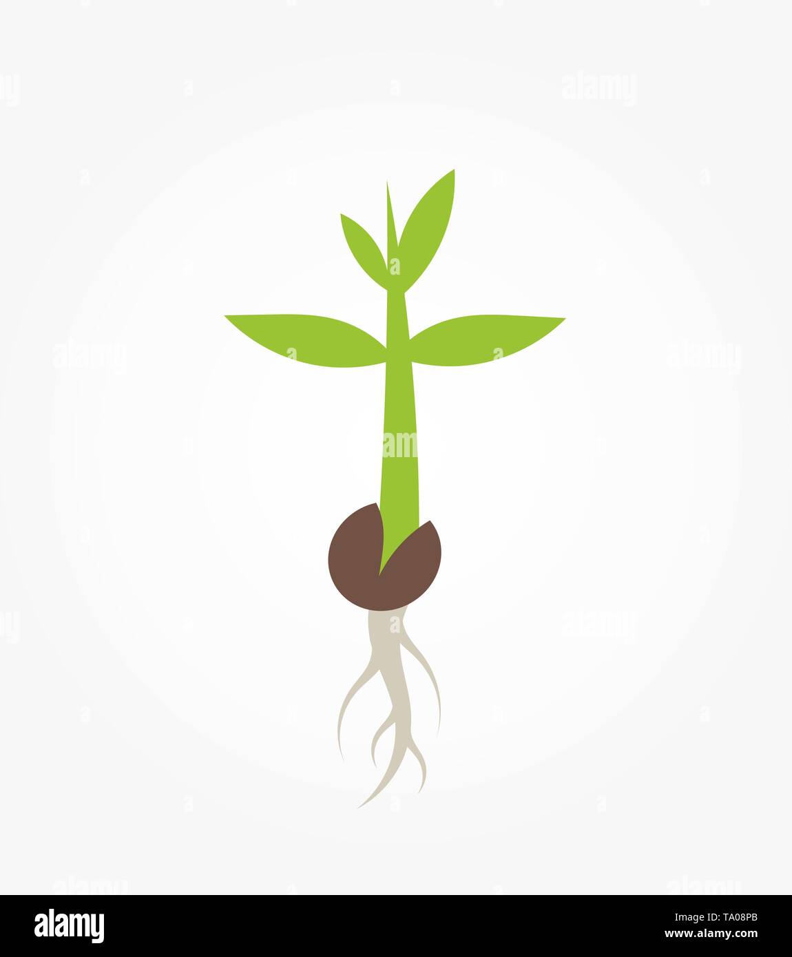 Young plant seedling germination. Vector illustration Stock Vector ...