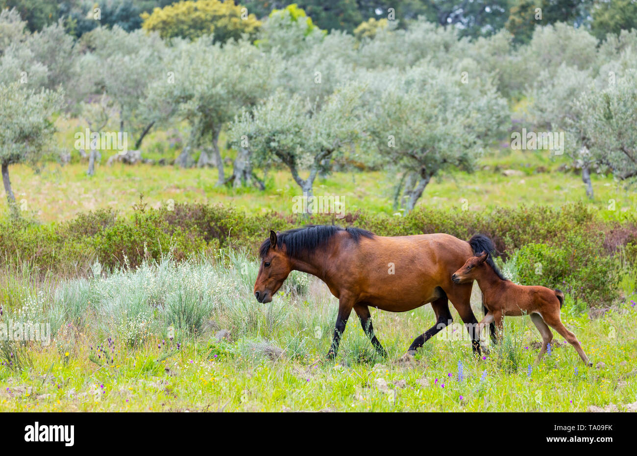 Garrano hi-res stock photography and images - Alamy
