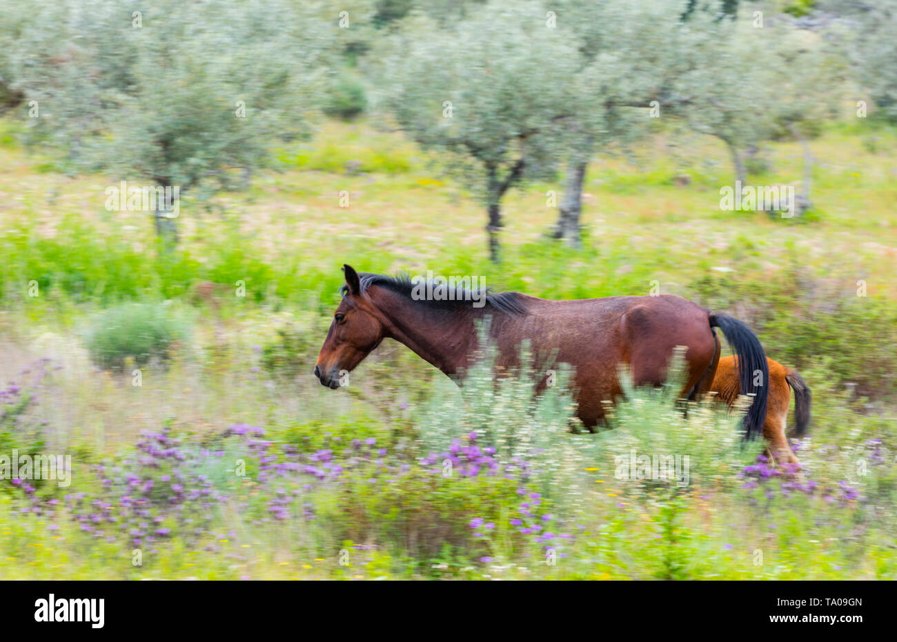 Garrano hi-res stock photography and images - Alamy