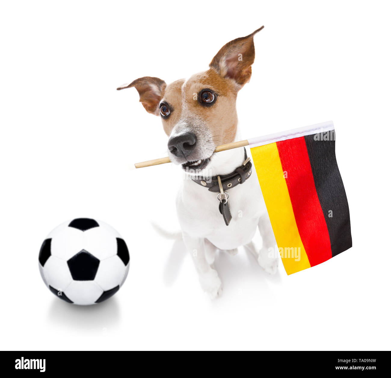 soccer football jack russell terrier dog playing with leather ball ...