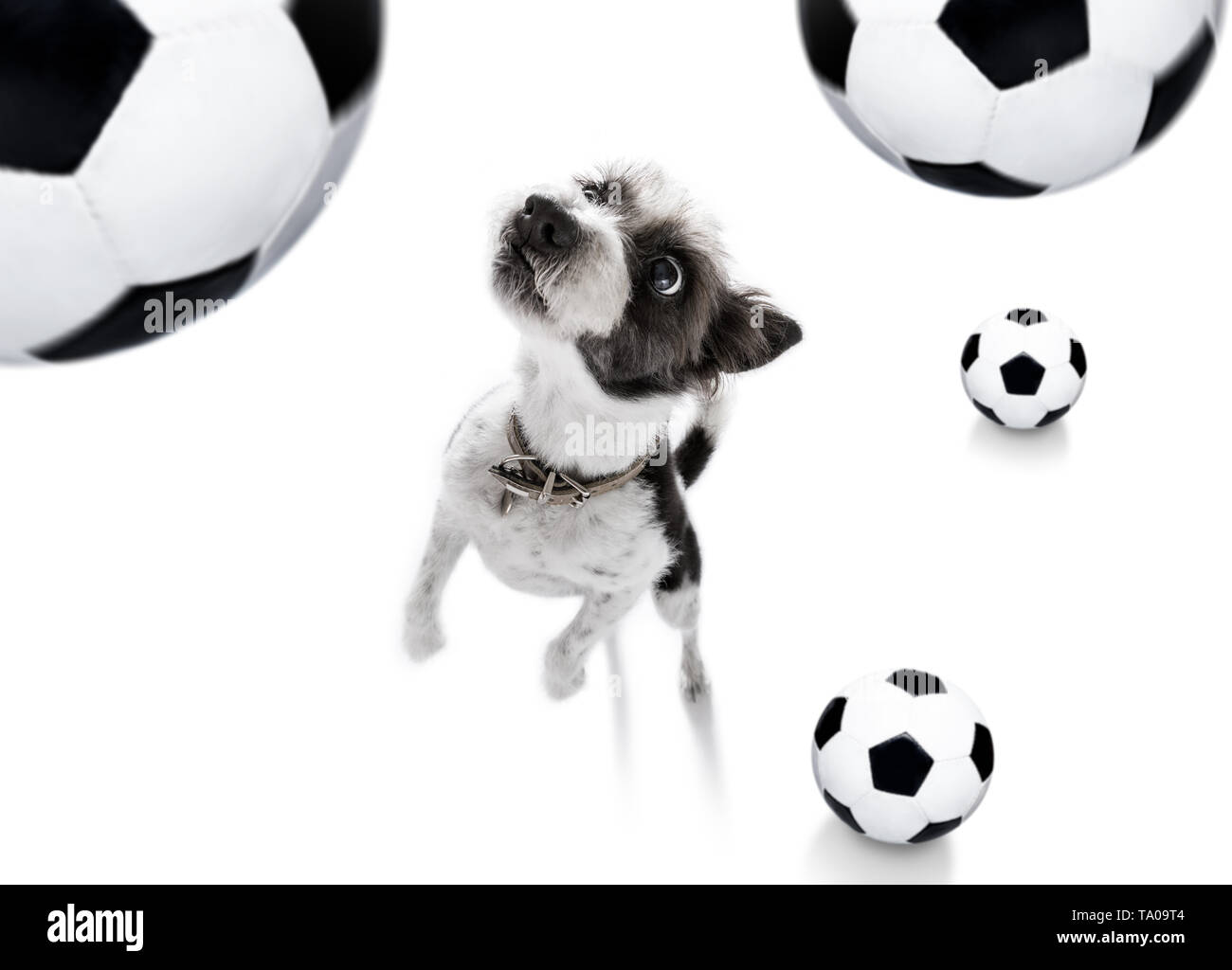 soccer football poodle dog playing with leather ball , isolated on ...