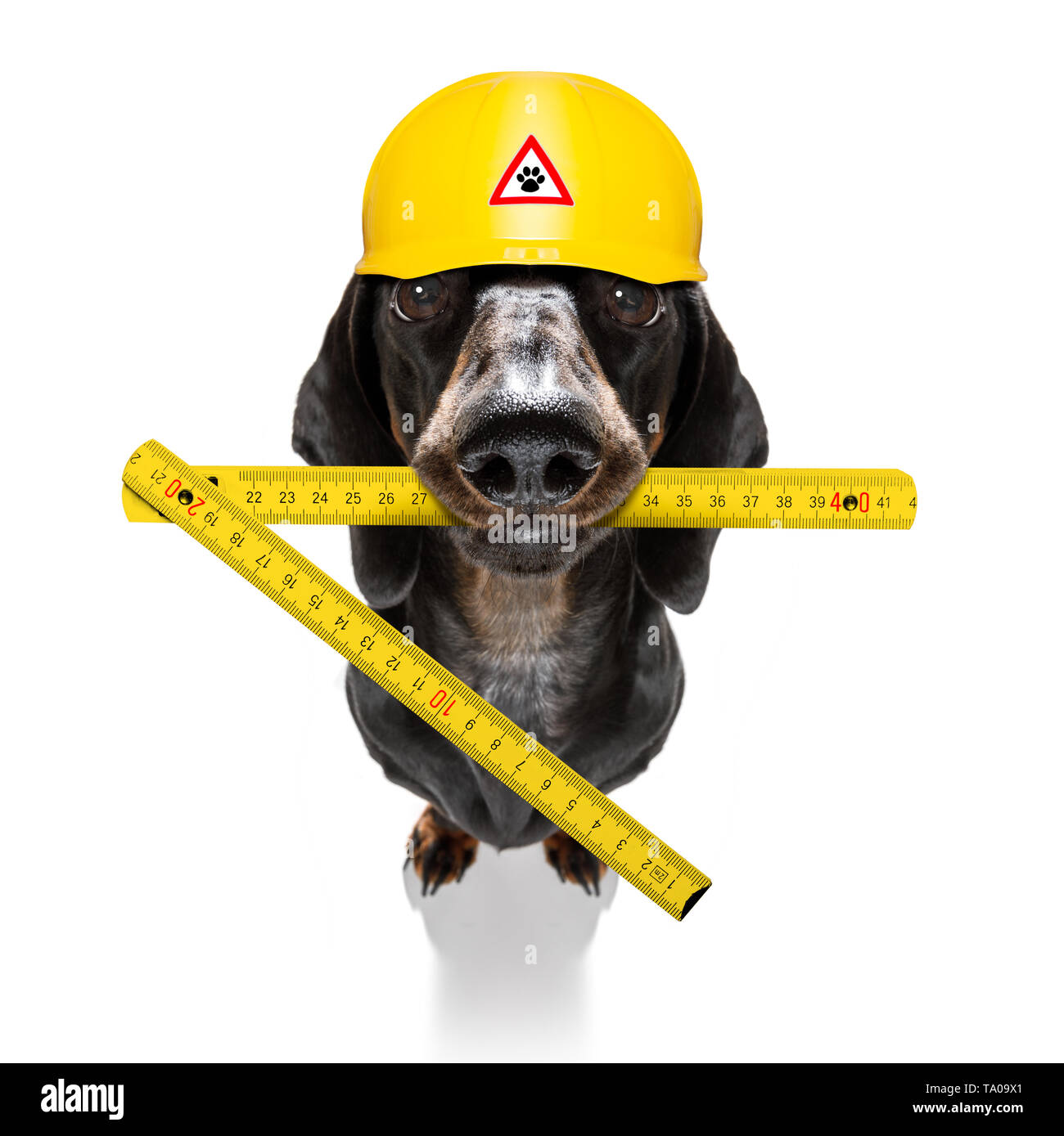 handyman sausage dachshund dog worker with helmet and hammer in mouth ...