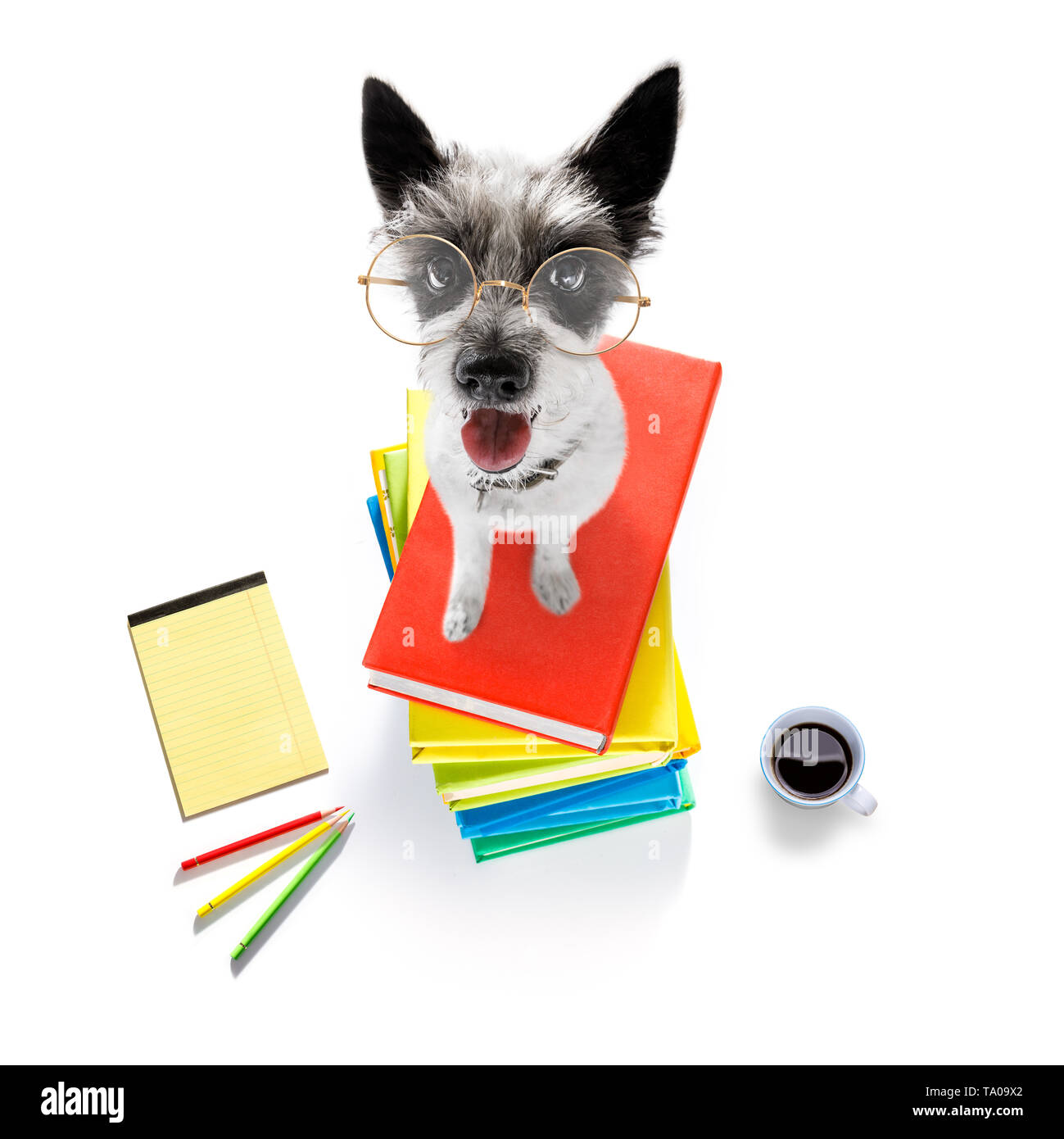 terrier poodle dog with a tall stack of books ,very smart and clever ...