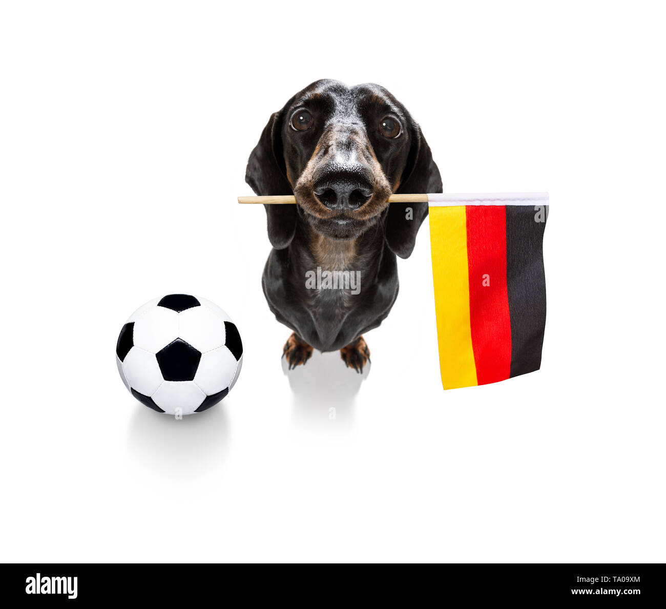 soccer football sausage dachshund dog playing with leather ball ...