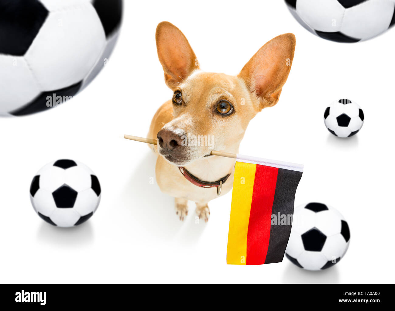 soccer football chihuahua dog playing with leather ball , isolated on ...