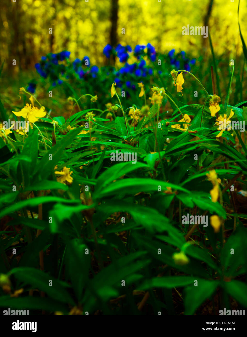 Early spring trees and lamb hi-res stock photography and images - Alamy