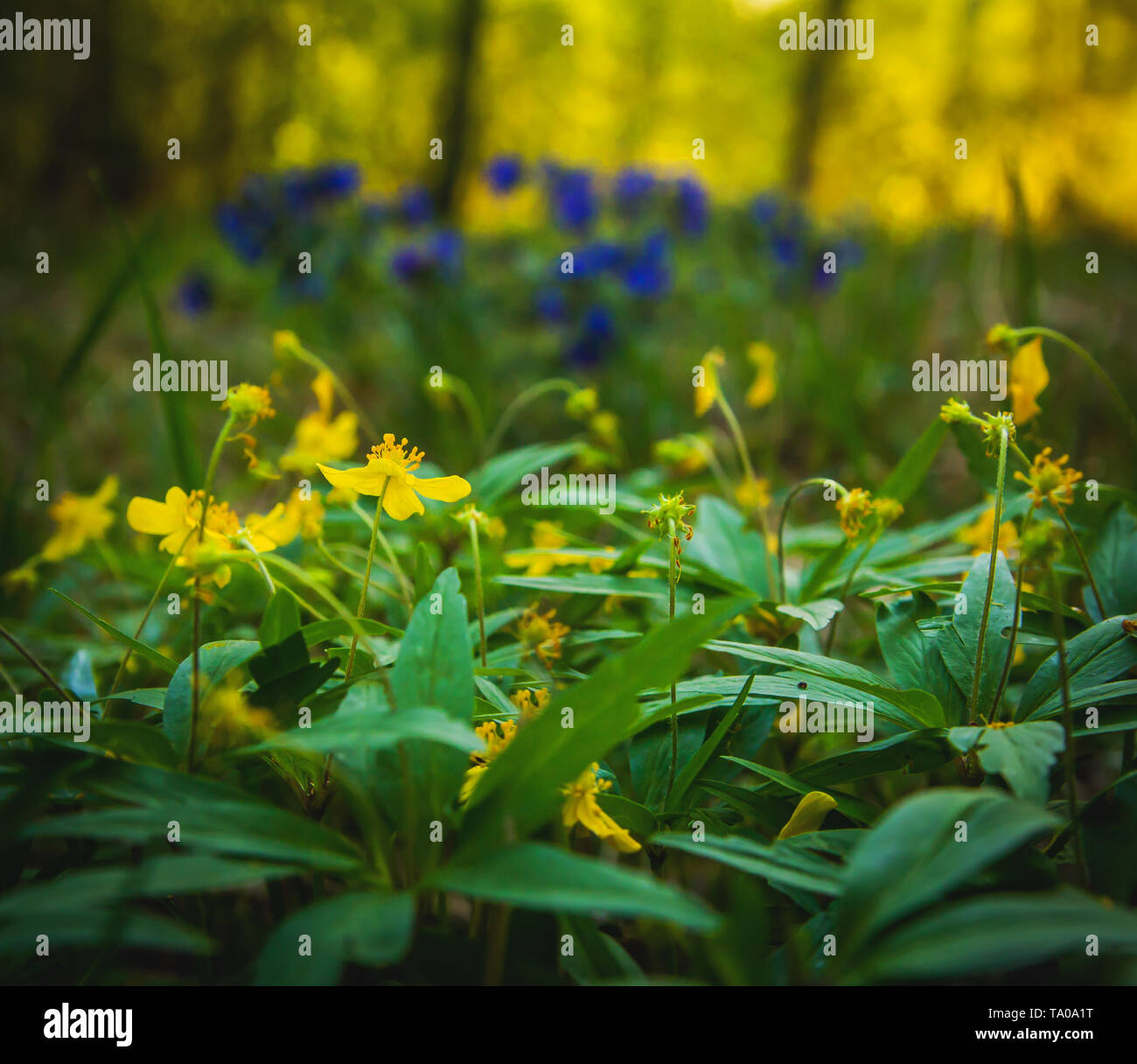 Forest primrose hi-res stock photography and images - Alamy