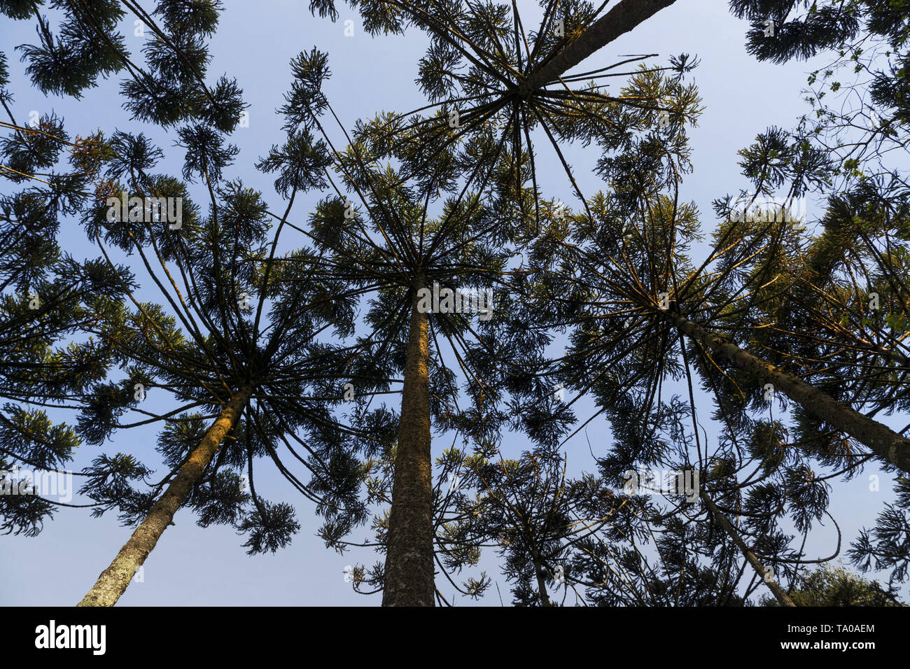 Araucaria tree (Araucaria angustifolia Stock Photo - Alamy