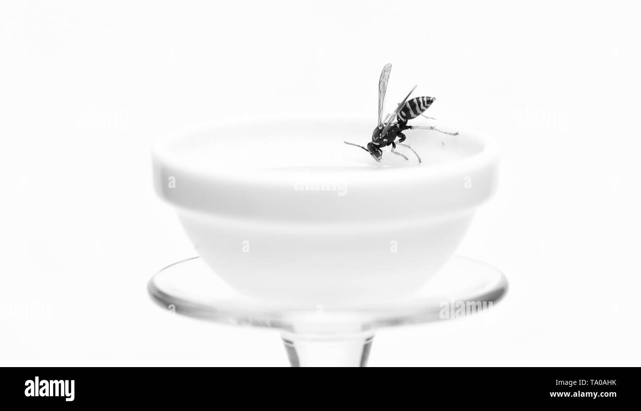 Nectar beverage Black and White Stock Photos & Images - Alamy