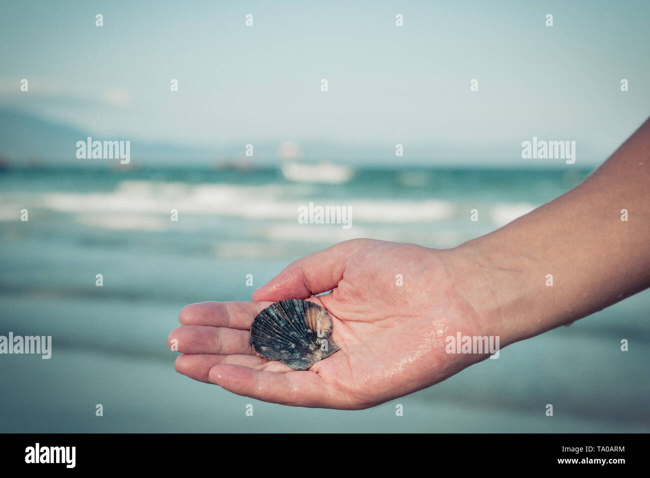 beautiful Sea shell on the man's hand Stock Photo - Alamy