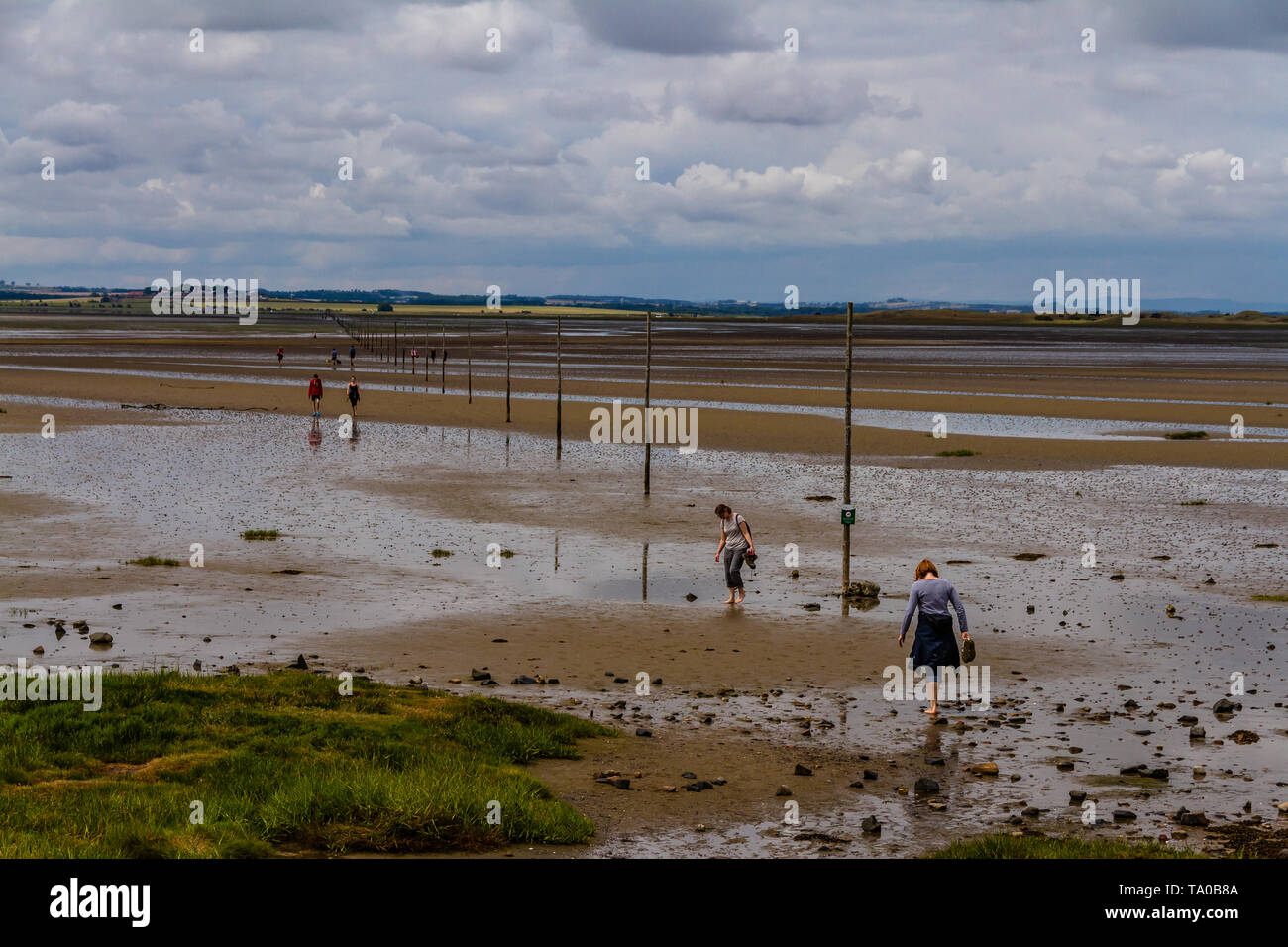 Walkers crossing tidal sands between Beal and the Holy Island of ...