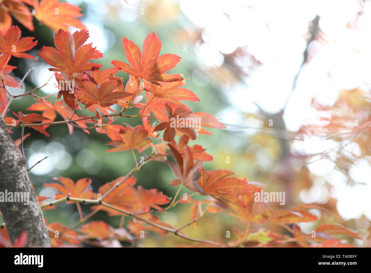 Vector maple tree hi-res stock photography and images - Alamy