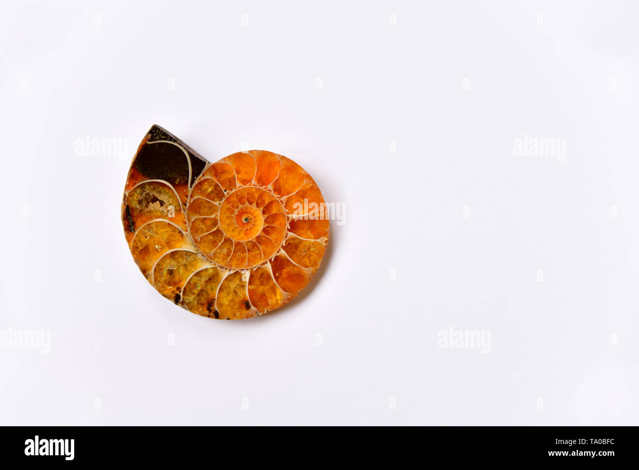 Amber-colored ammonite shell, ancient fossil against white background ...