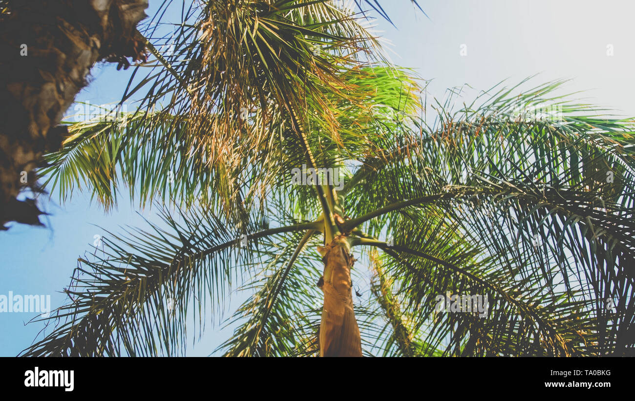Beautiful photo of high palm tree with big green leaves against clear ...