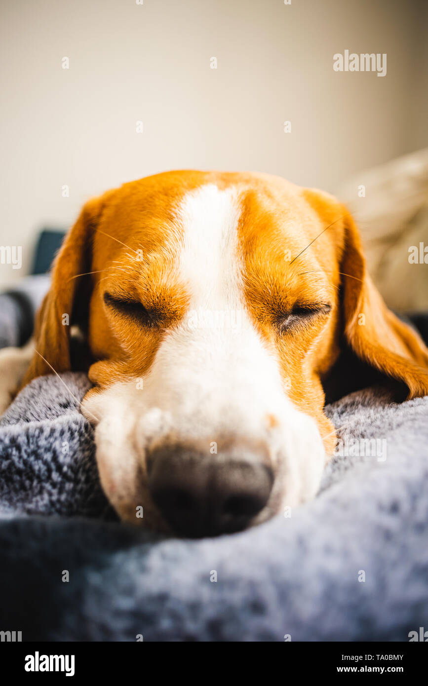 Beagle dog Laying on blanket on a couch. Looking sad or sick. Tired dog ...