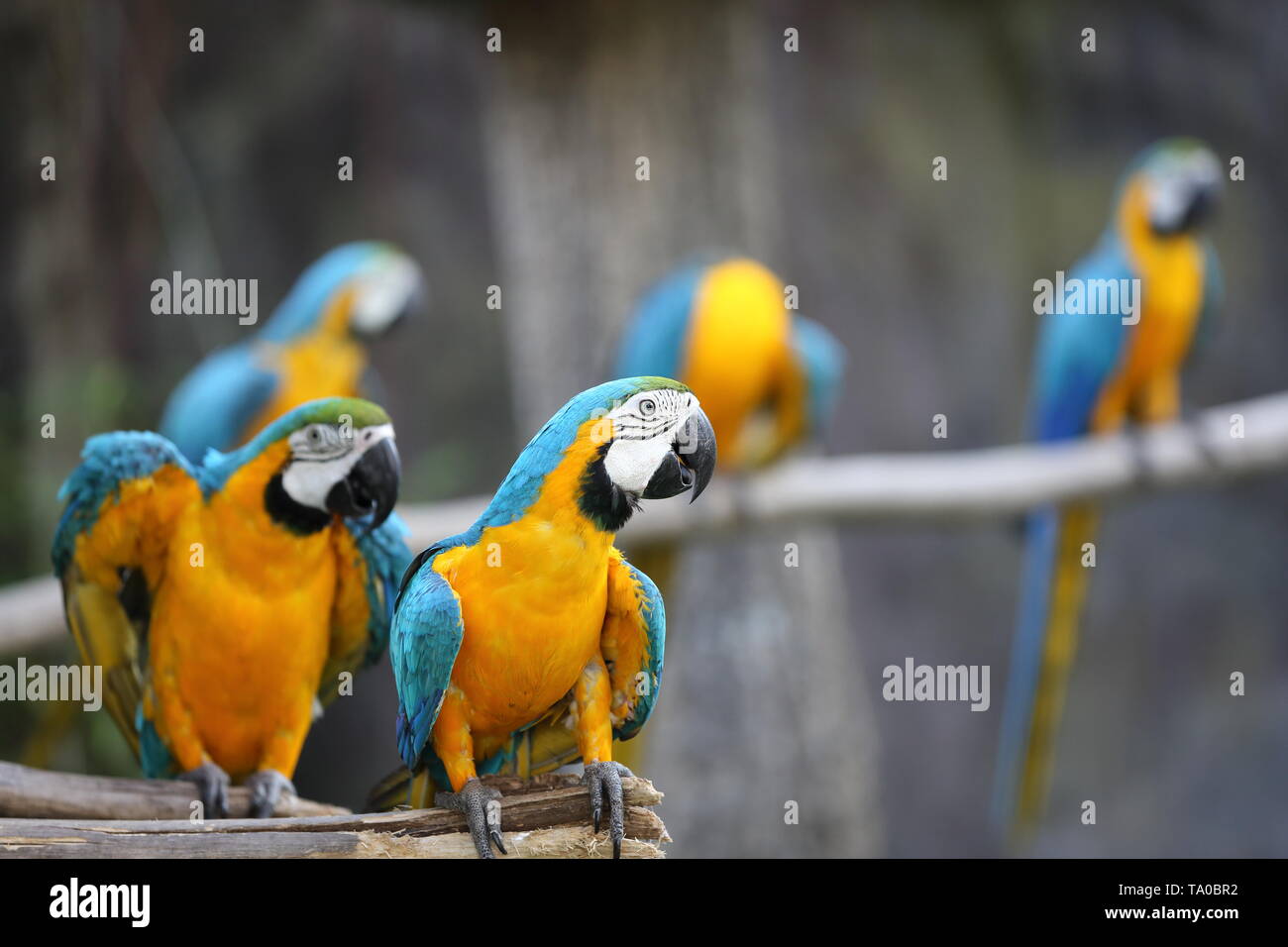 Vector drawing bird hi-res stock photography and images - Alamy