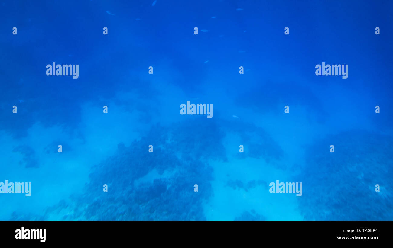 Amazing underwater shot of sandy sea bottom with growing colorful coral ...