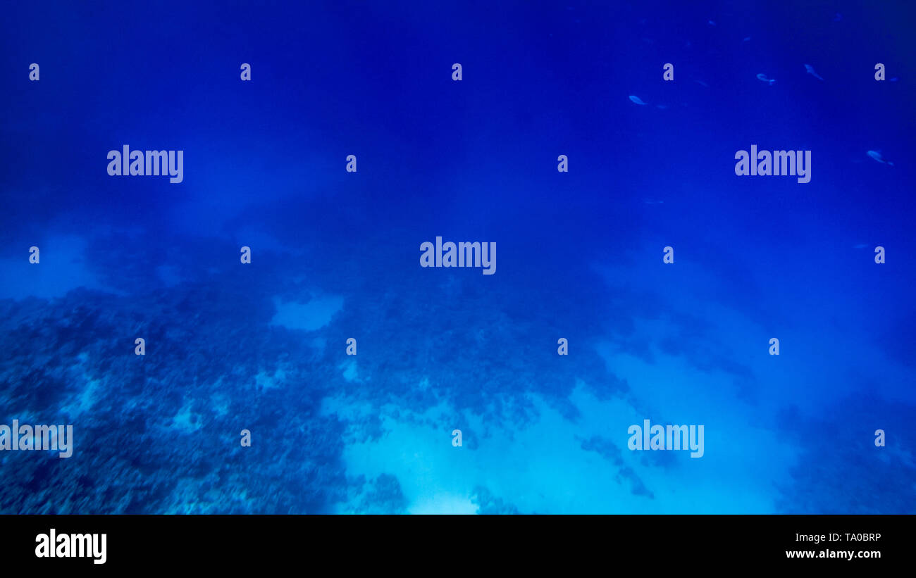 Amazing underwater image of Red sea bottom. Colorful coral fishes and ...