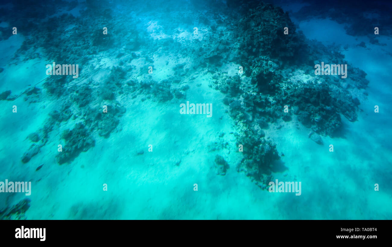 Amazing underwater shot of sandy sea bottom with growing colorful coral ...